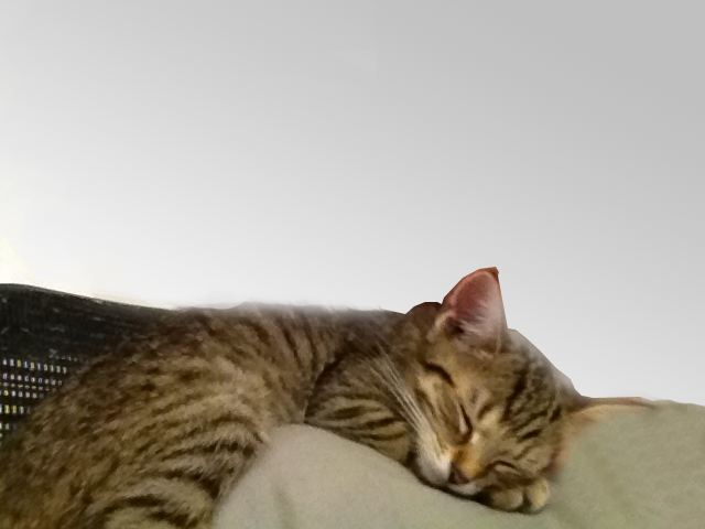 Xanadu Community :: Board: Fluffy Thread III