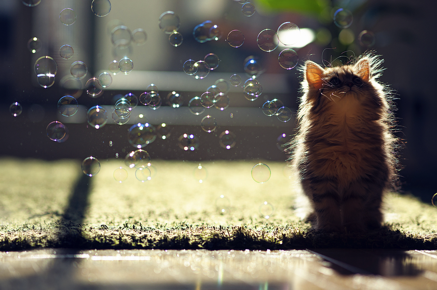 Xanadu Community :: Board: Fluffy Thread III